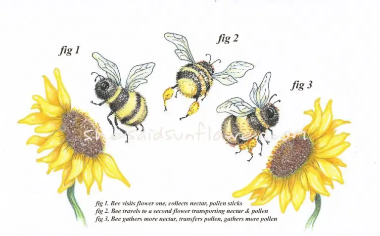 How Do Sunflowers Pollinate? (with illustrations)