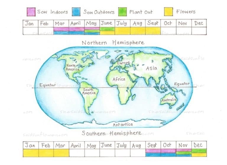 How to Grow Sunflowers, Sow, Plant and Care, a Guide (With Images)