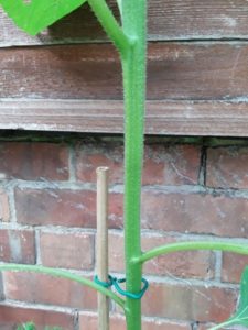 Helianthus Annuus, Common Sunflower - a Complete Guide (With Images)