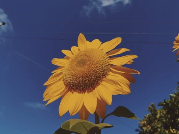 Helianthus Annuus, Common Sunflower - a Complete Guide (With Images)