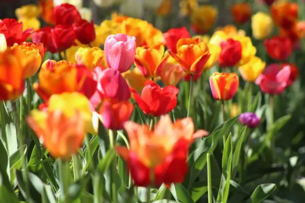 Can You Plant Tulips in Spring? Yes, And Here’s How to Succeed