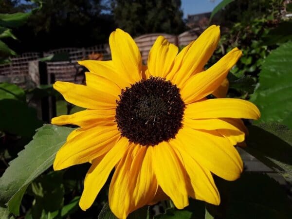 Why Are Sunflowers Called Sunflowers, Science, Culture, or Myth!